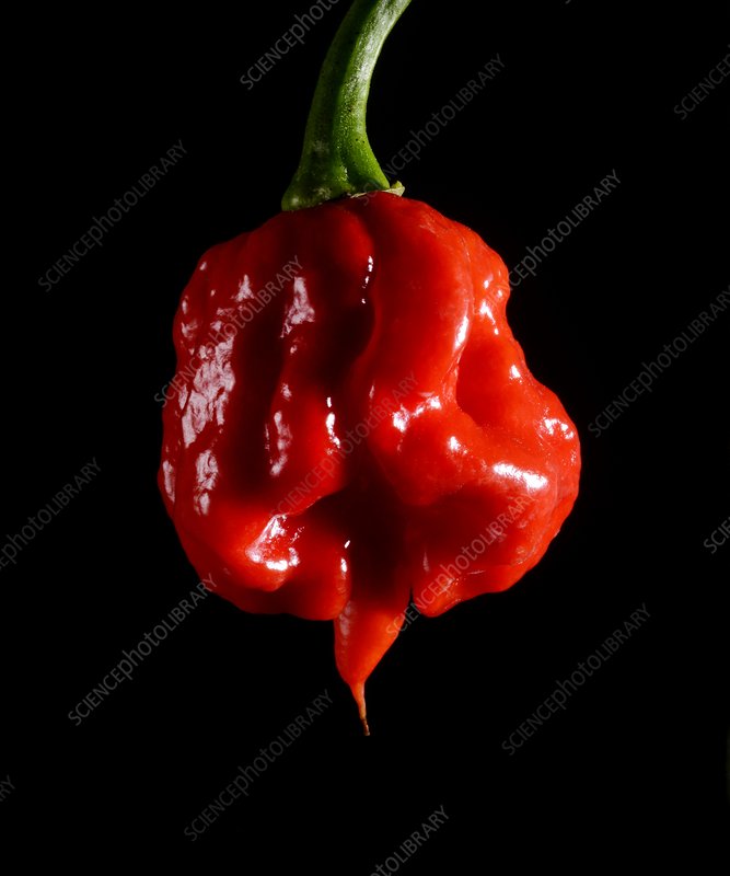 Carolina Reaper Red