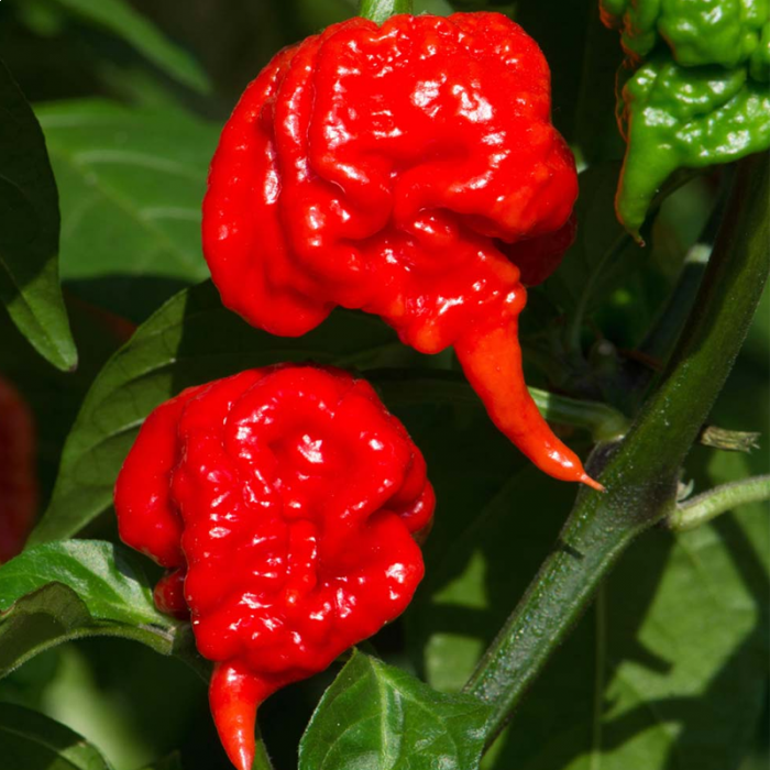 Carolina Reaper Red