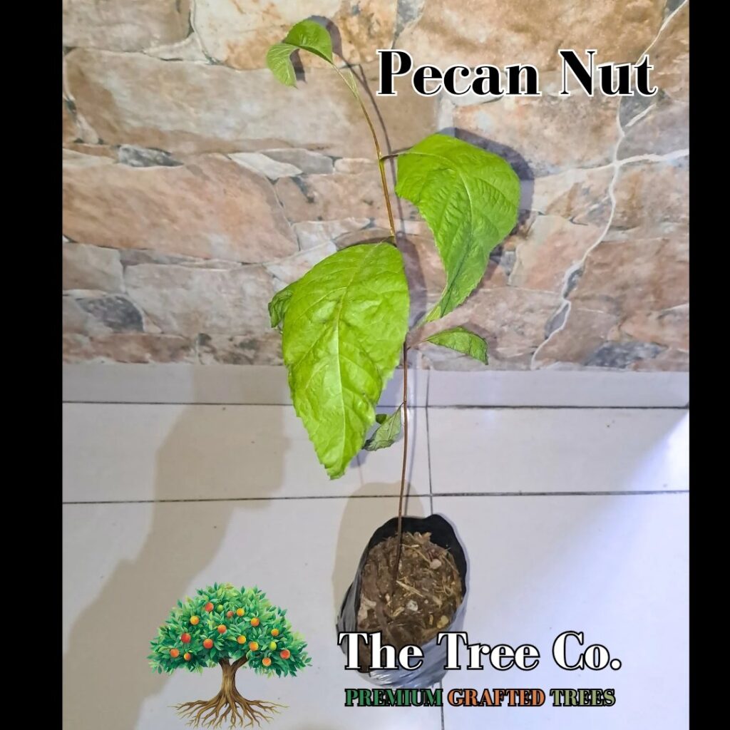 Pecan Nut
